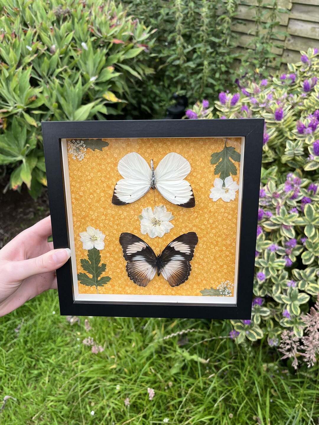 Unique Pinned & Pressed Insect Taxidermy Arrangements - Etsy