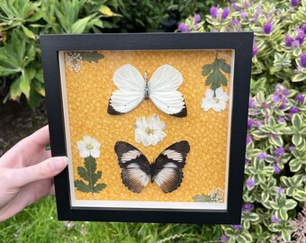 Unique Pinned & Pressed Insect Taxidermy Arrangements - Etsy