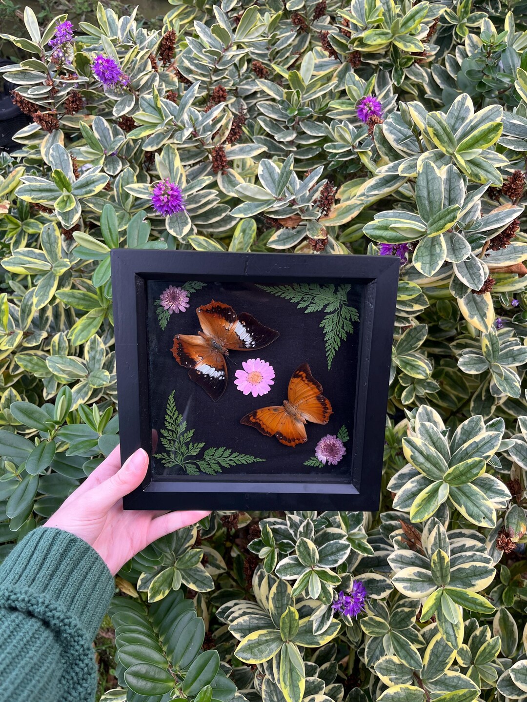 Unique Pinned & Pressed Insect Taxidermy Arrangements - Etsy