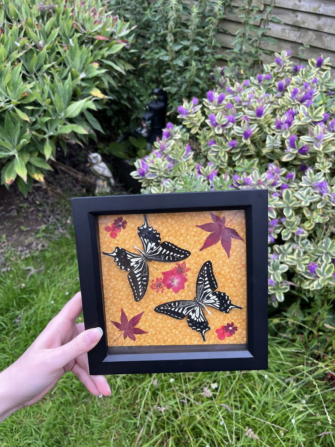 Unique Pinned & Pressed Insect Taxidermy Arrangements - Etsy Australia