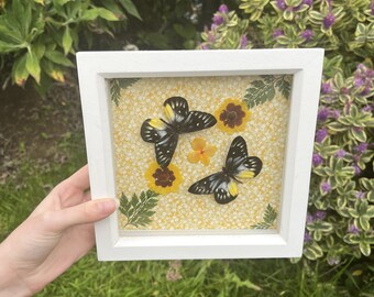 Unique Pinned & Pressed Insect Taxidermy Arrangements - Etsy