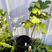 Self-watering Planter | Double Bucket Design for Indoor & Outdoor Use ...