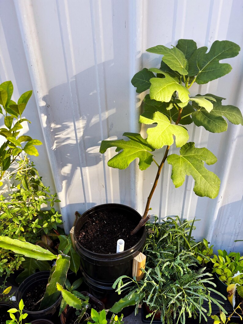 Self-watering Planter | Double Bucket Design for Indoor & Outdoor Use ...