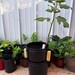 Self-watering Planter | Double Bucket Design for Indoor & Outdoor Use ...