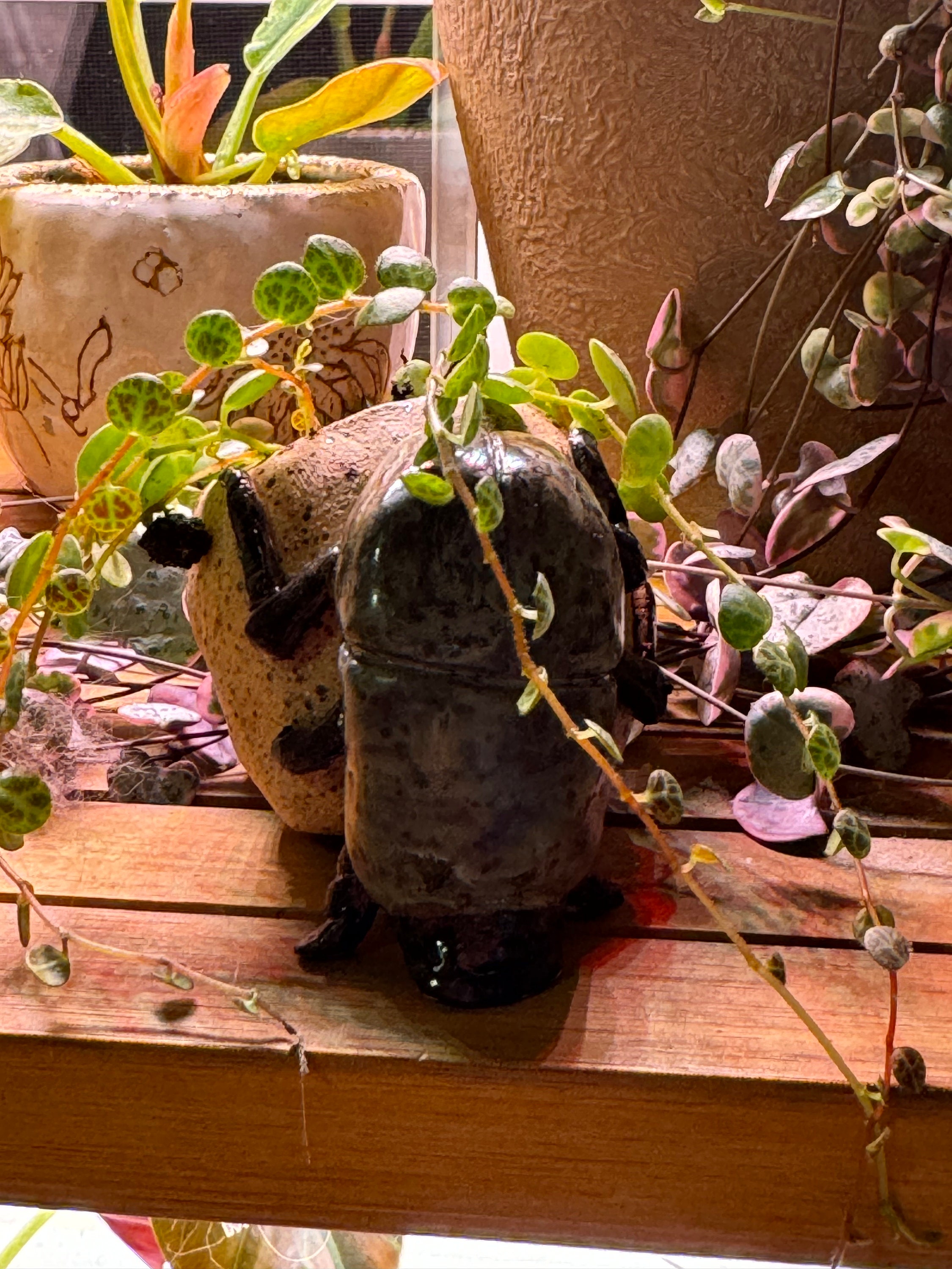 Dung Beetle Ceramic Pot / Planter, Custom Made Scarab Pottery - Etsy