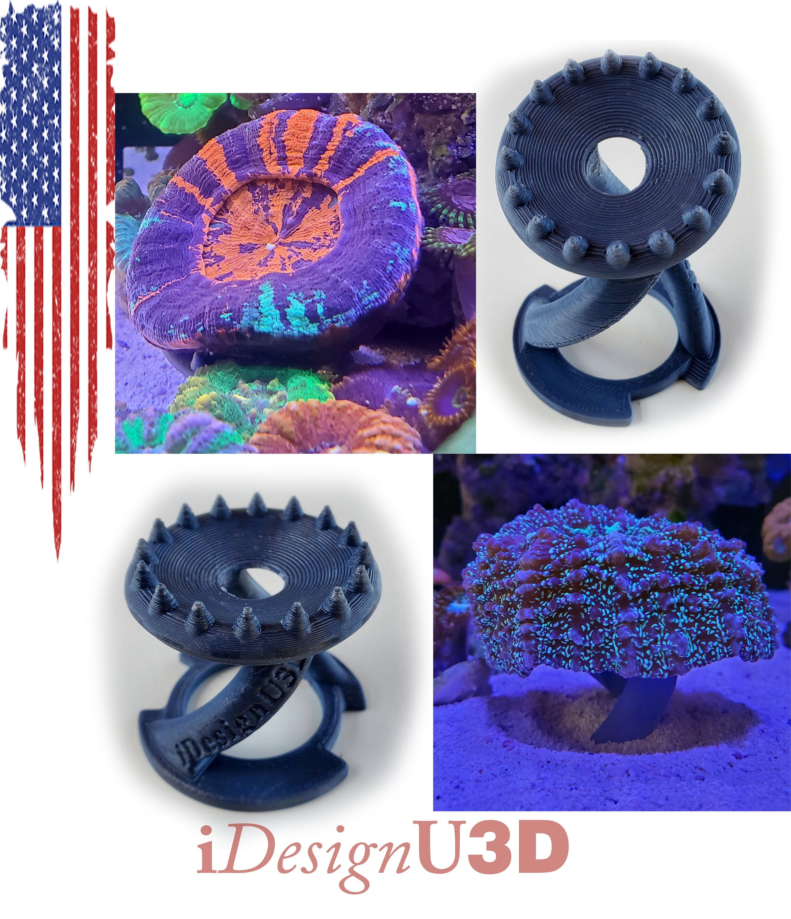 Elevate Your Aquarium Display With Our Premium Scolymia, Trachyphylia ...