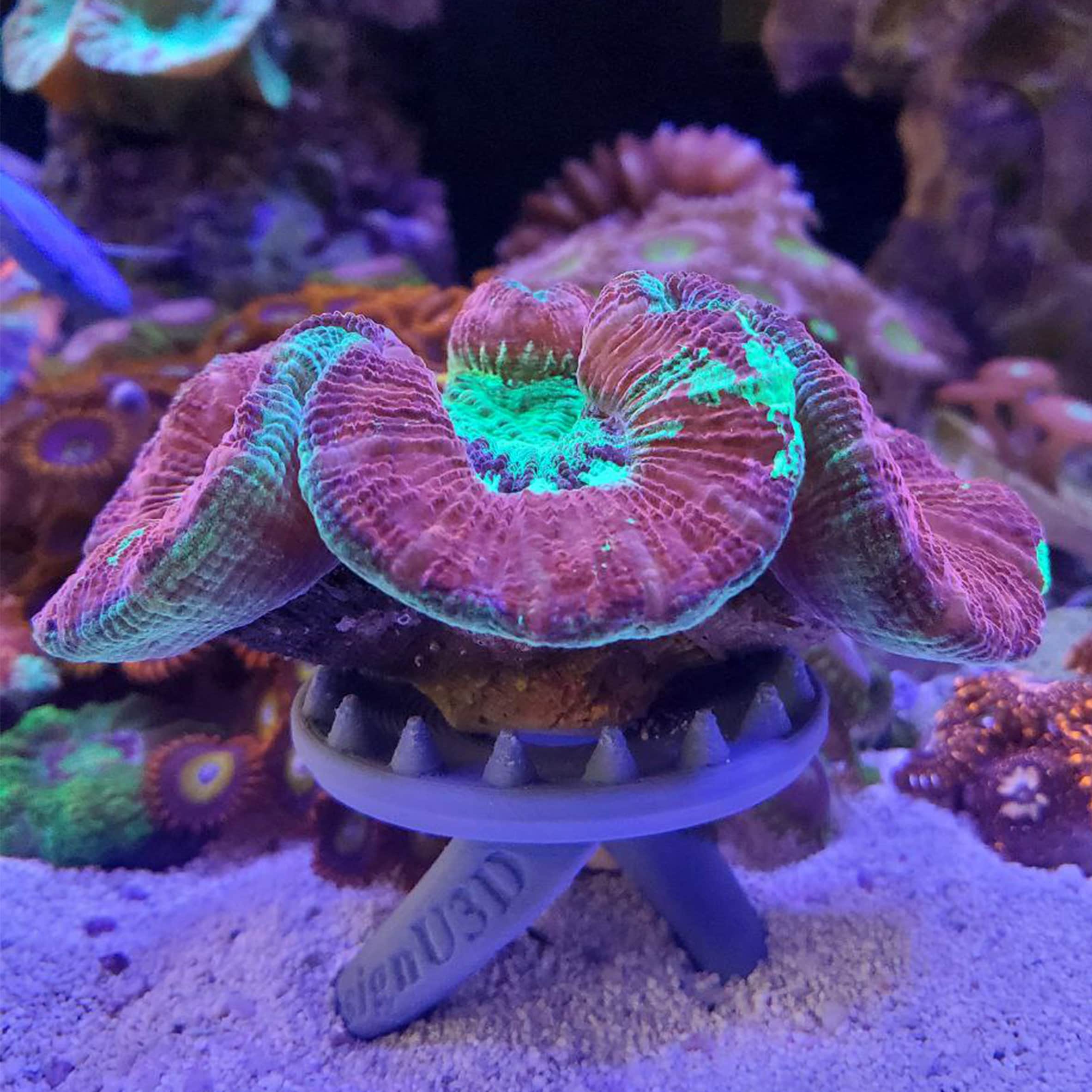 Elevate Your Aquarium Display With Our Premium Scolymia, Trachyphylia ...
