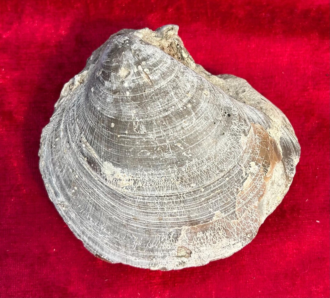Fossil Bivalve Shell - Plagiostoma in Excellent Condition. Jurassic ...