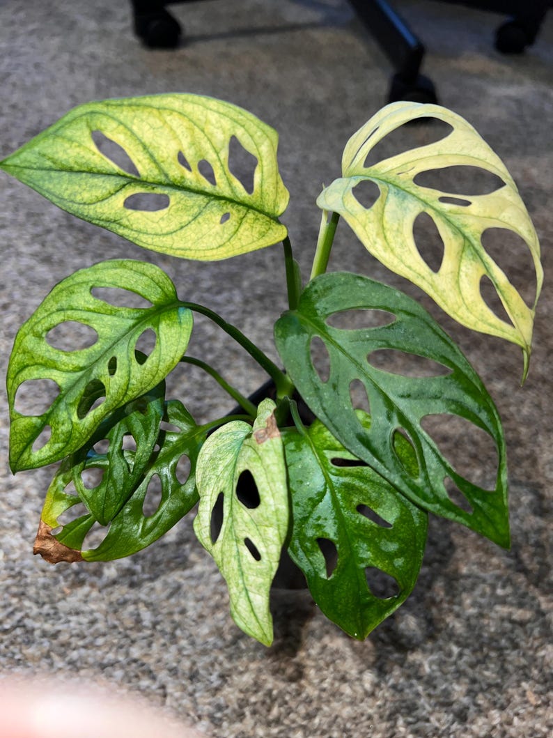 Monstera Adansonii Archipelago Mint, Variegated Tri-color, Rare - Etsy