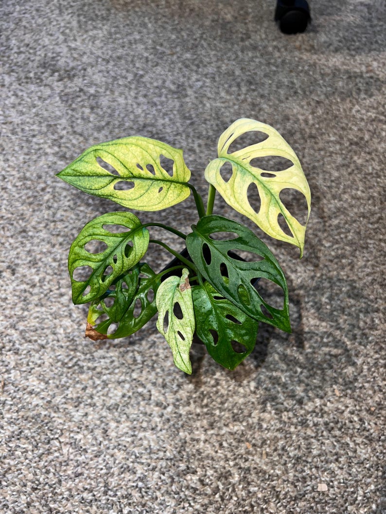 Monstera Adansonii Archipelago Mint, Variegated Tri-color, Rare - Etsy