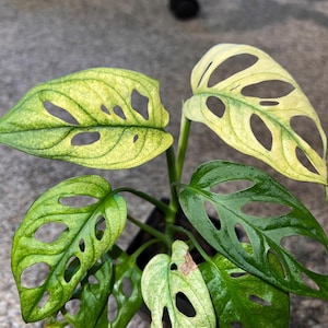 Monstera Adansonii Archipelago Mint, Variegated Tri-color, Rare - Etsy