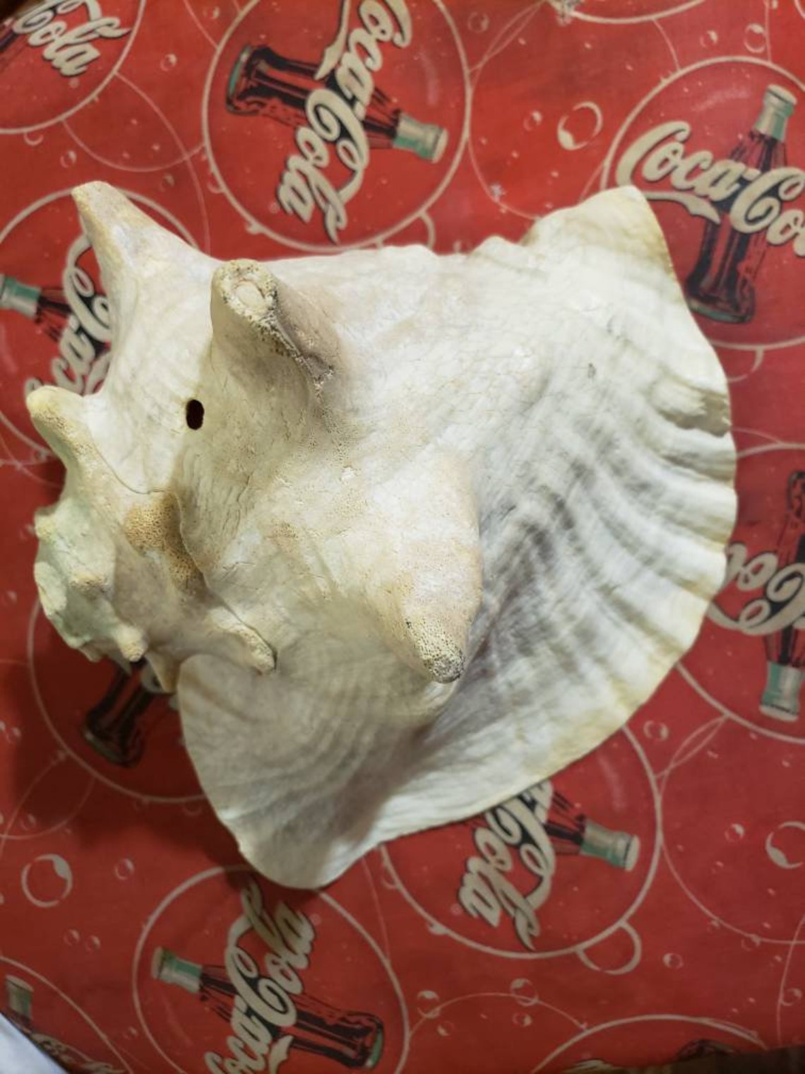 HUGE Vintage Conch Shell 9 X 9 Awesome - Etsy