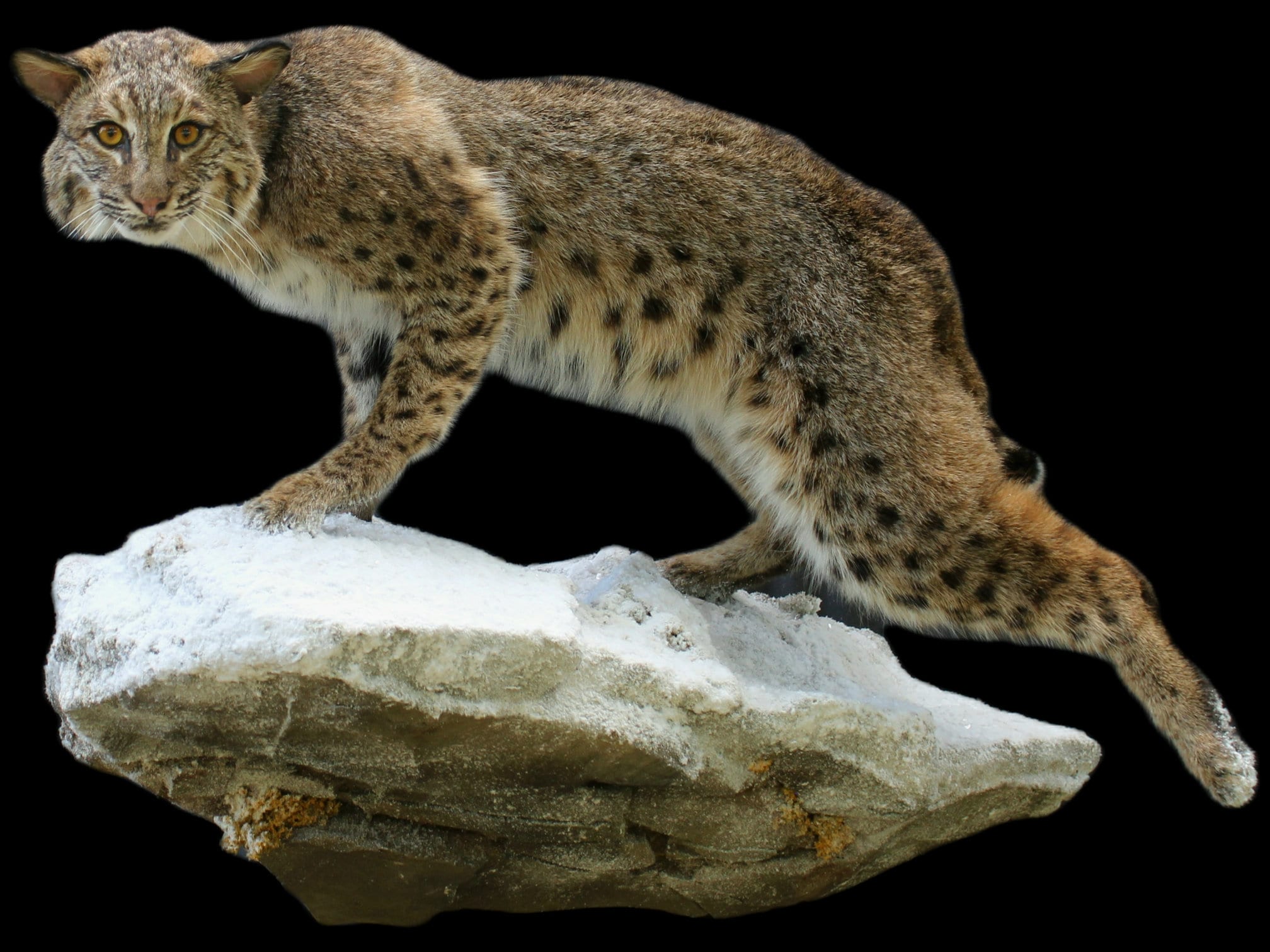 Bobcat Taxidermy Mount - Etsy