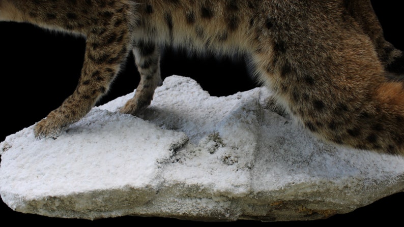 Bobcat Taxidermy Mount - Etsy