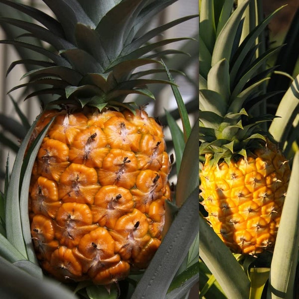 Pineapple Plant - Etsy