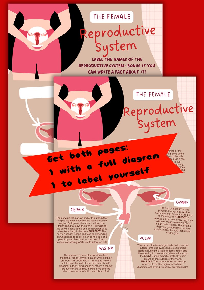 Female Anatomy: Scientific & Fun Facts, Blank Diagram to Labeling ...