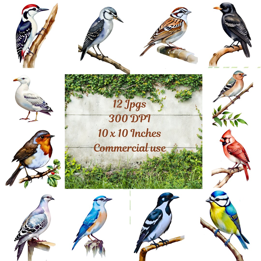 Watercolour Birds Clipart, Commercial Use, JPG Birds Clipart, Ai Art ...