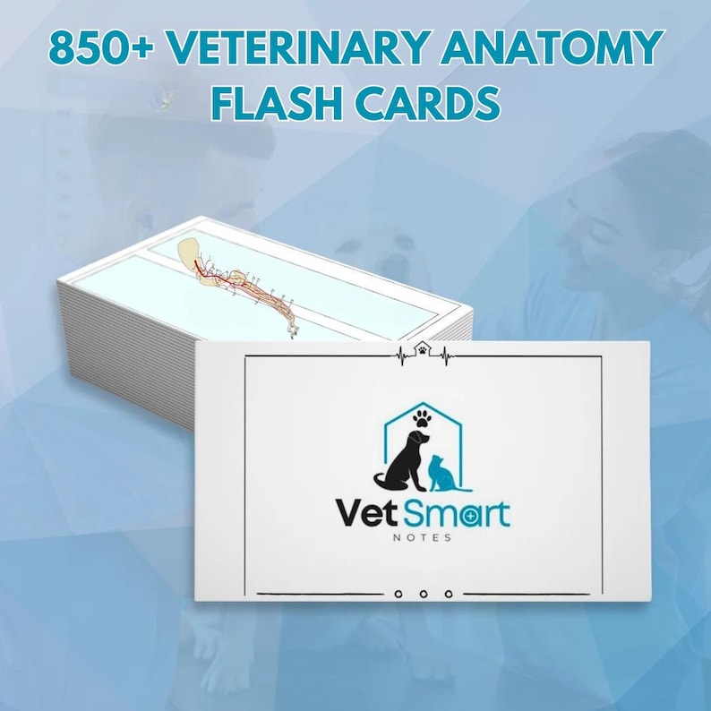 850+ Veterinary Anatomy Flashcards!! - Etsy