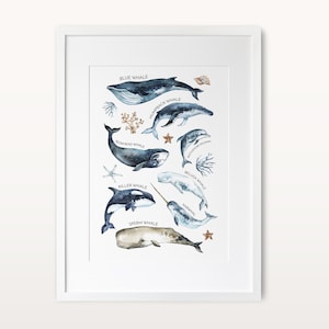 Whale Print Watercolor Ocean Animal Wall Art Marine Life Poster ...