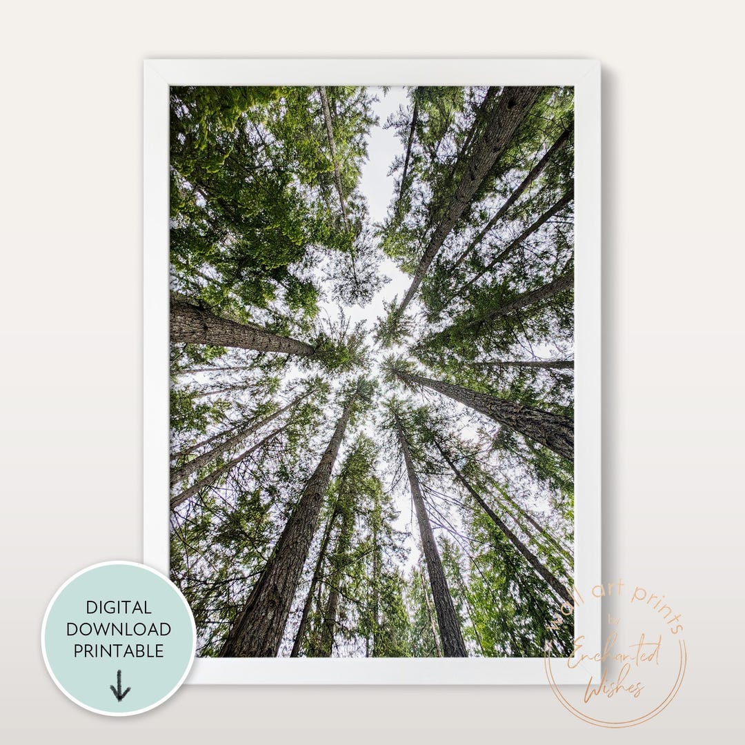 Forest Trees Print PRINTABLE, Trees From Below Photo, Looking up at ...
