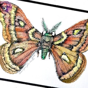 Moth Art Original Drawing, Framed Moth Ink and Watercolor Drawing ...