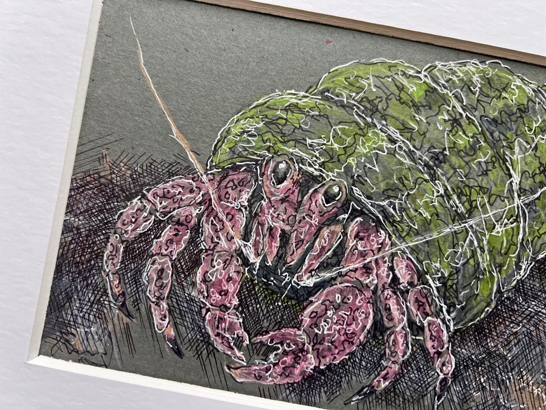 Hermit Crab Original Art, Colored Pencil and Ink Hermit Crab Art ...