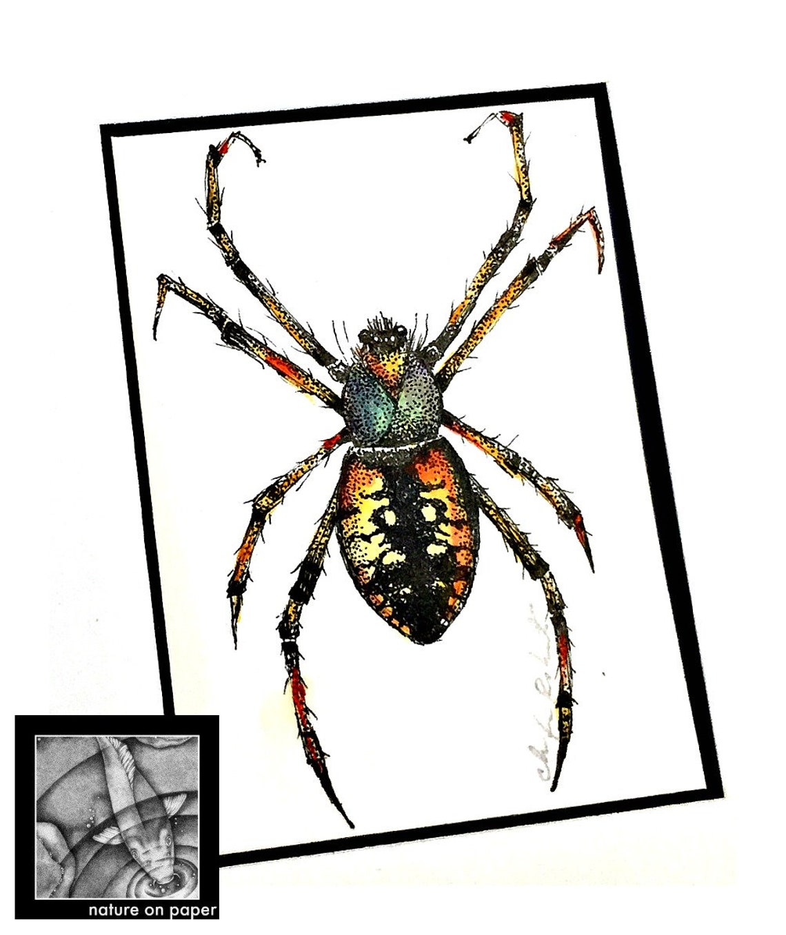Spider Original Drawing Framed Ink and Watercolor Drawing - Etsy