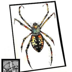 Spider Original Drawing, Framed Ink and Watercolor Drawing, Framed ...