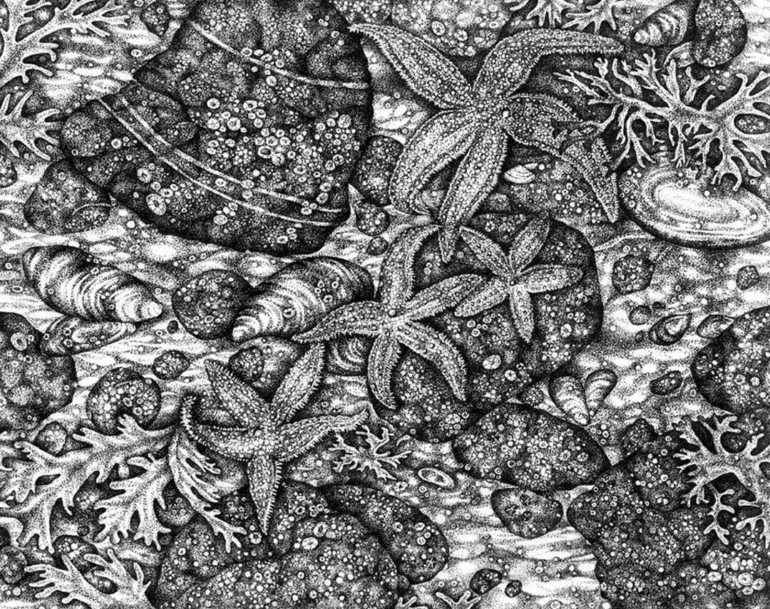 Tidal Pool Drawing, Framed Stipple Ink Drawing, Framed Original Art ...