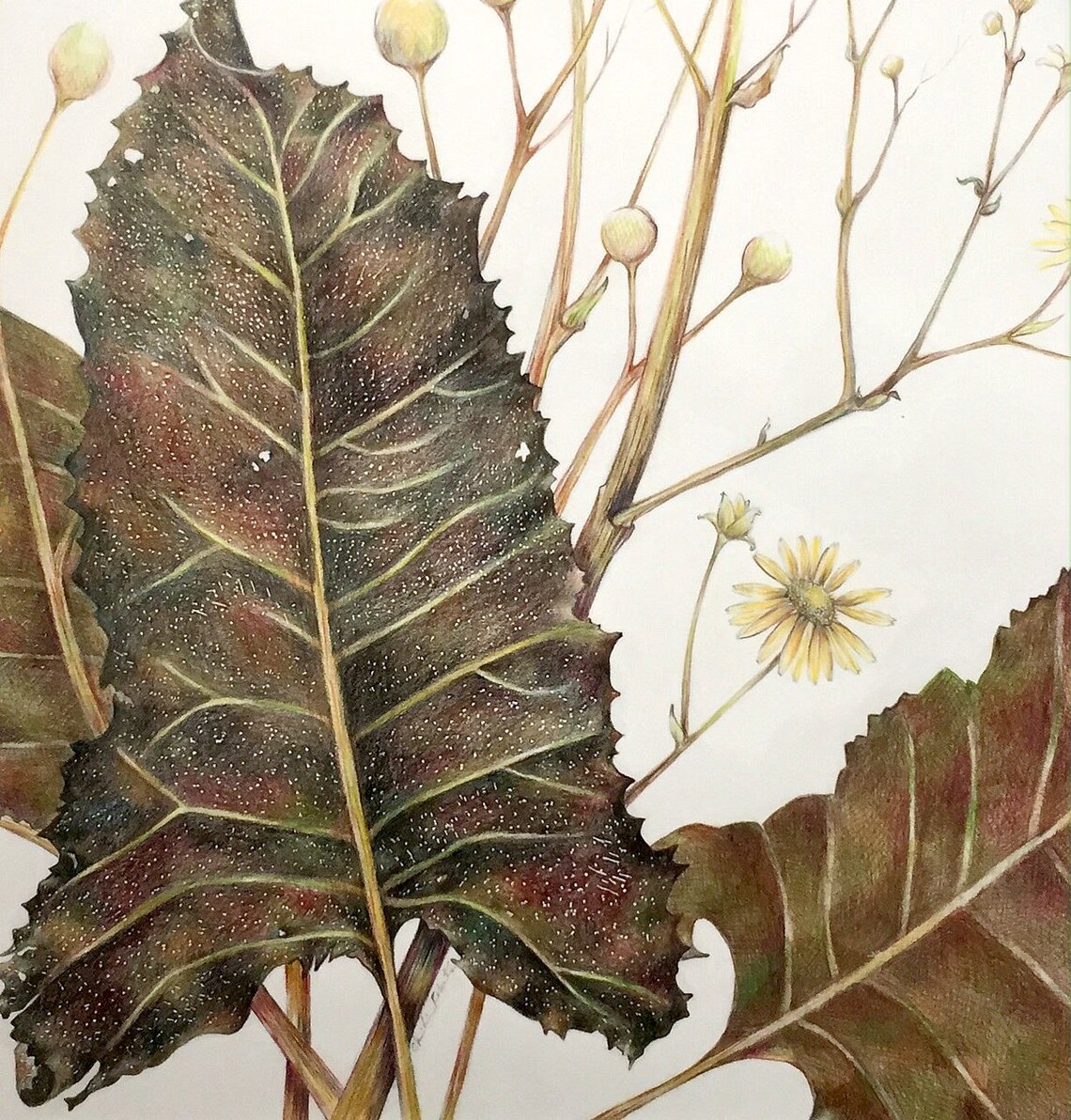 Prairie Dock Flower Original Colored Pencil Drawing, Framed Original ...