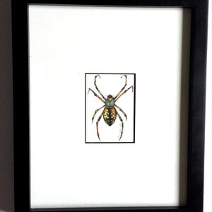 Spider Original Drawing, Framed Ink and Watercolor Drawing, Framed ...