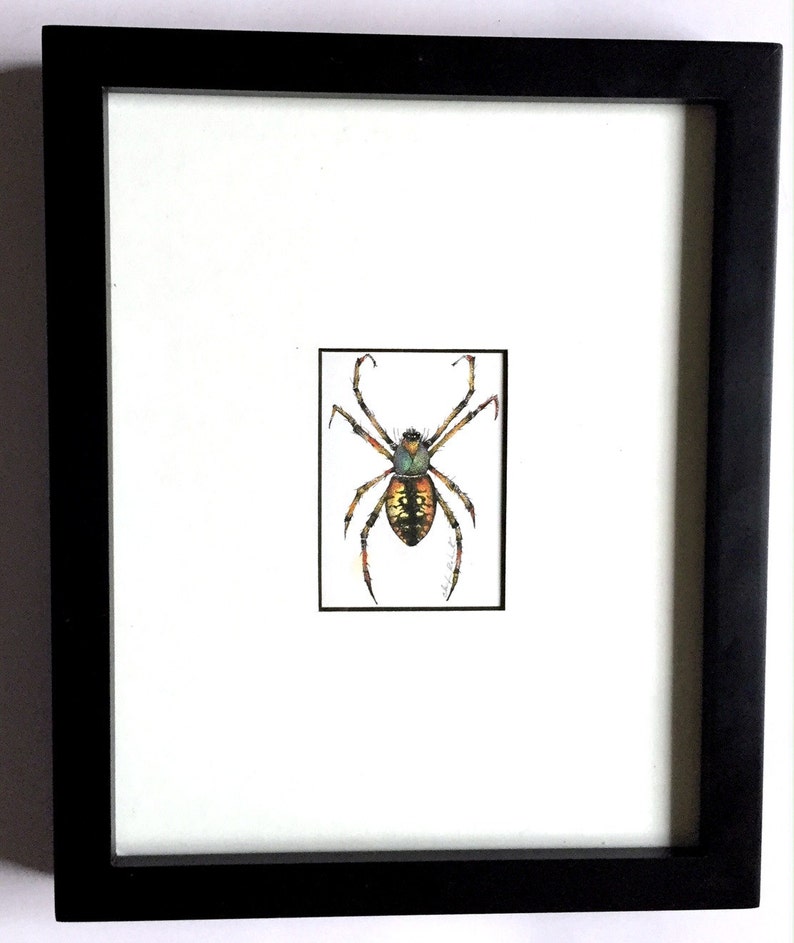 Spider Original Drawing, Framed Ink and Watercolor Drawing, Framed ...