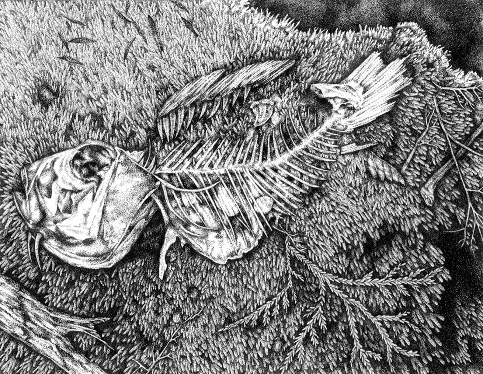 Fish Skeleton Drawing, Framed Stipple Ink Drawing, Framed Original Art ...