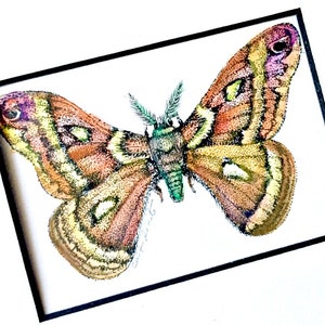 Moth Art Original Drawing, Framed Moth Ink and Watercolor Drawing ...