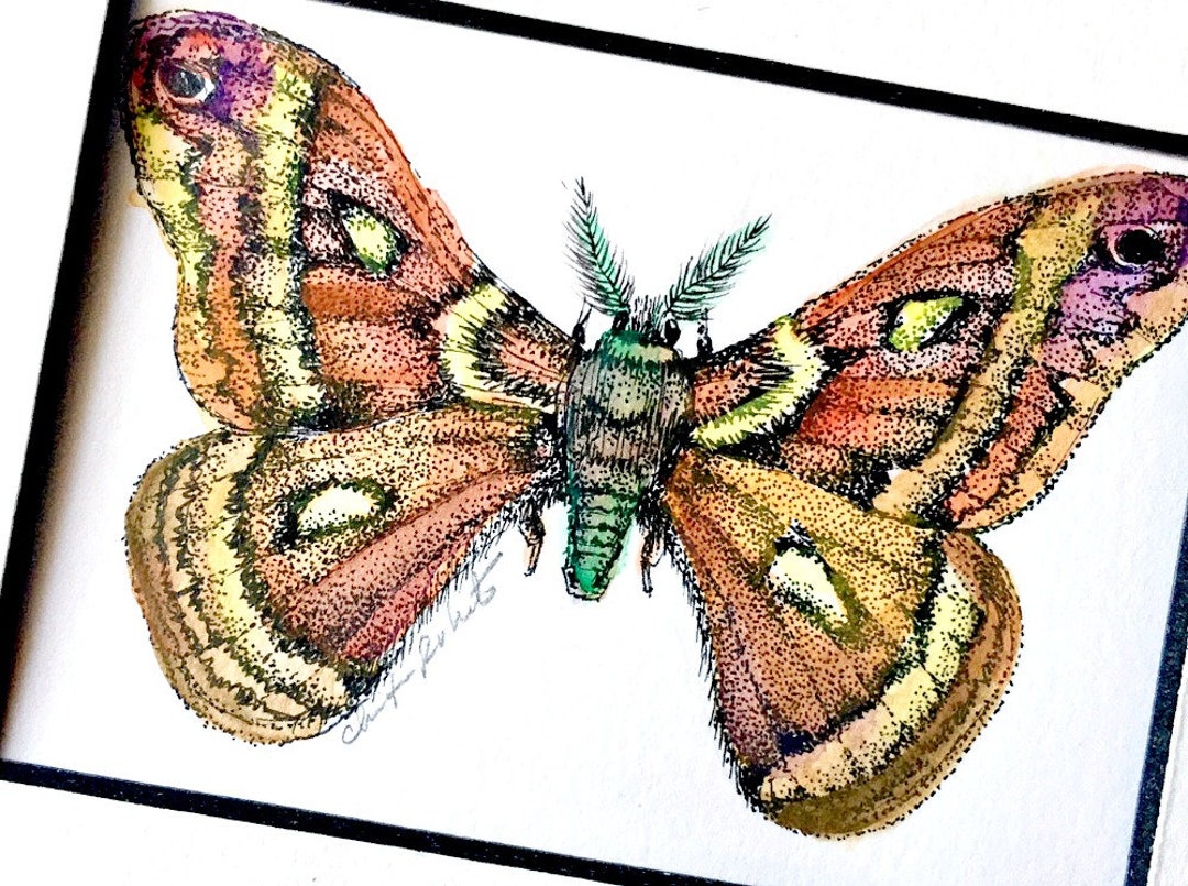 Moth Art Original Drawing Framed Moth Ink and Watercolor - Etsy