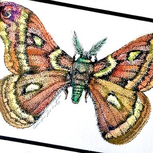 Moth Art Original Drawing Framed Moth Ink and Watercolor - Etsy