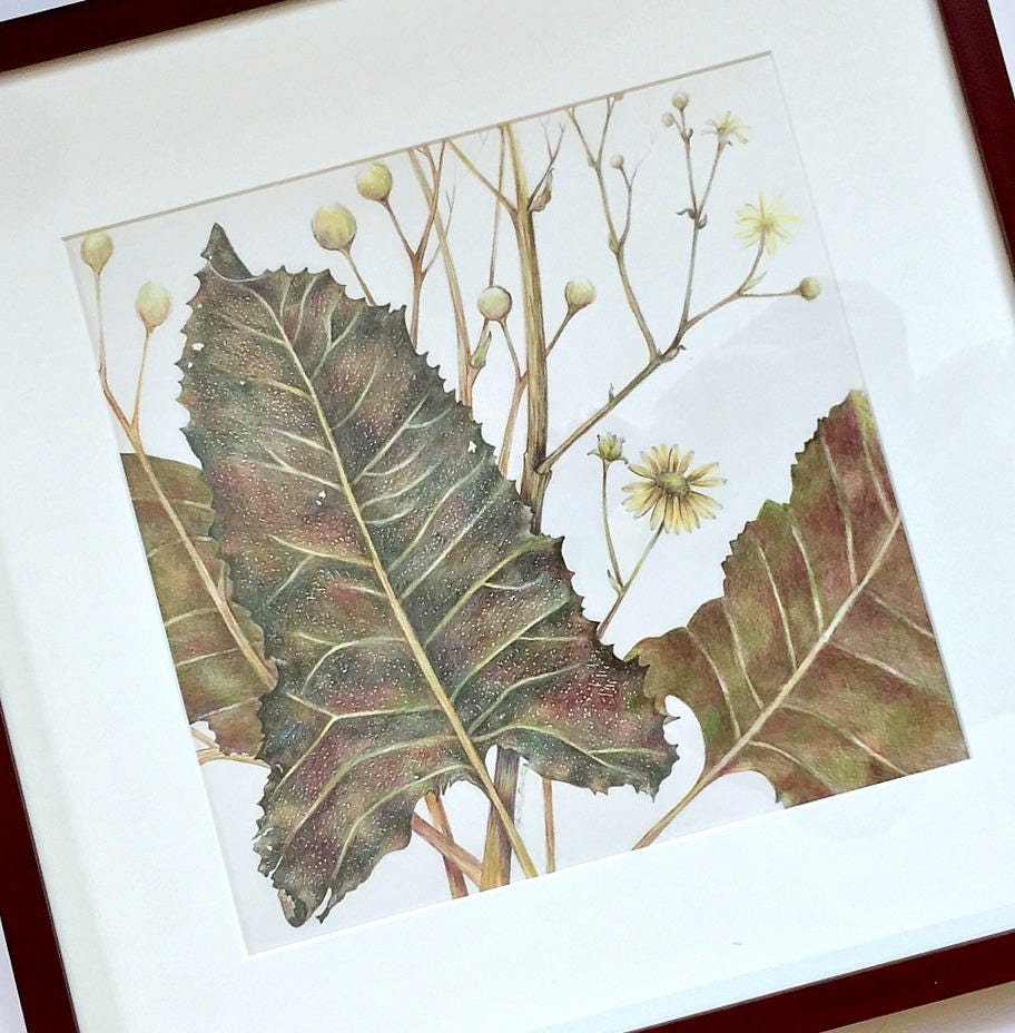 Prairie Dock Flower Original Colored Pencil Drawing, Framed Original ...