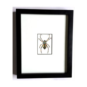 Spider Original Drawing, Framed Ink and Watercolor Drawing, Framed ...