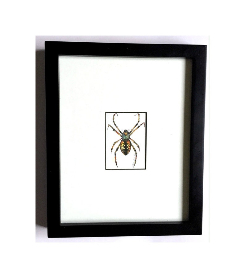 Spider Original Drawing, Framed Ink and Watercolor Drawing, Framed ...