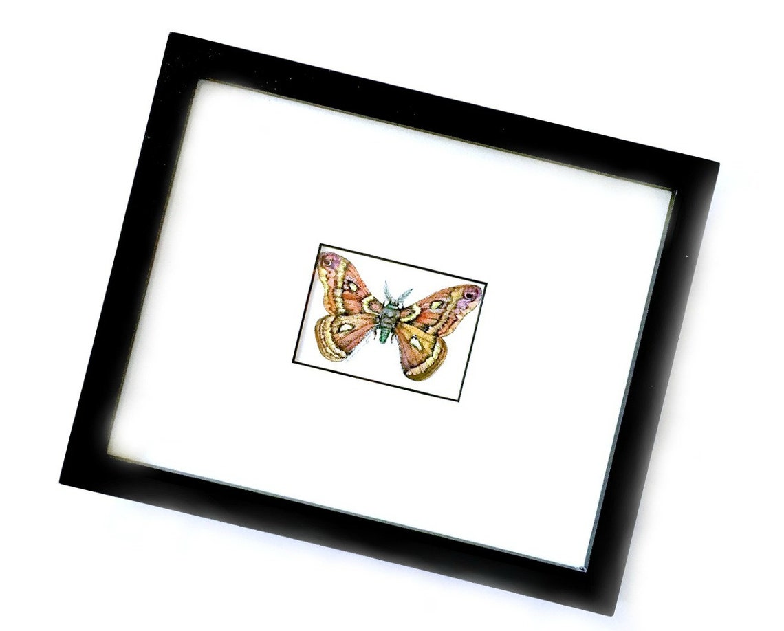 Moth Art Original Drawing Framed Moth Ink and Watercolor - Etsy