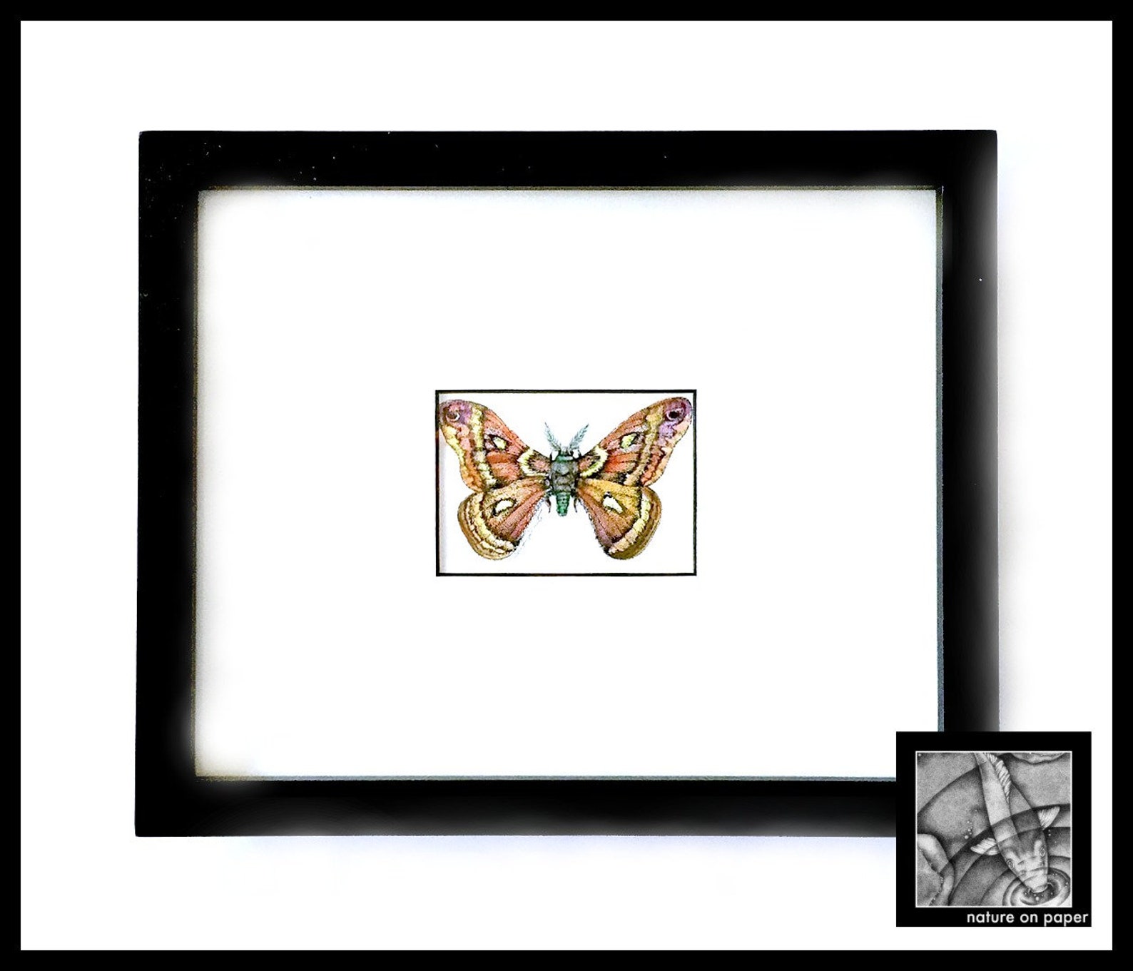 Moth Art Original Drawing, Framed Moth Ink and Watercolor Drawing ...