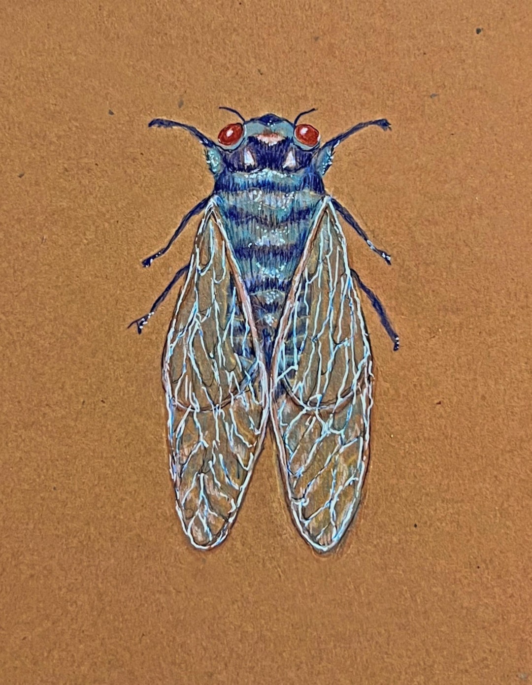 Cicada Original Art, Luna Moth Colored Pencil Drawing, Original Luna ...