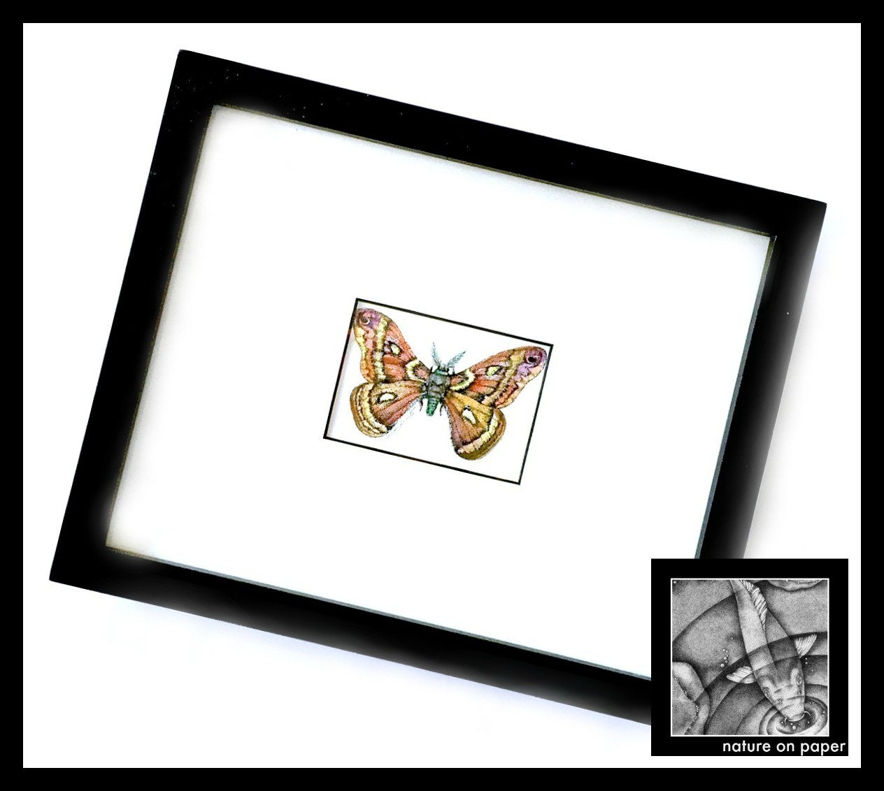 Moth Art Original Drawing, Framed Moth Ink and Watercolor Drawing ...