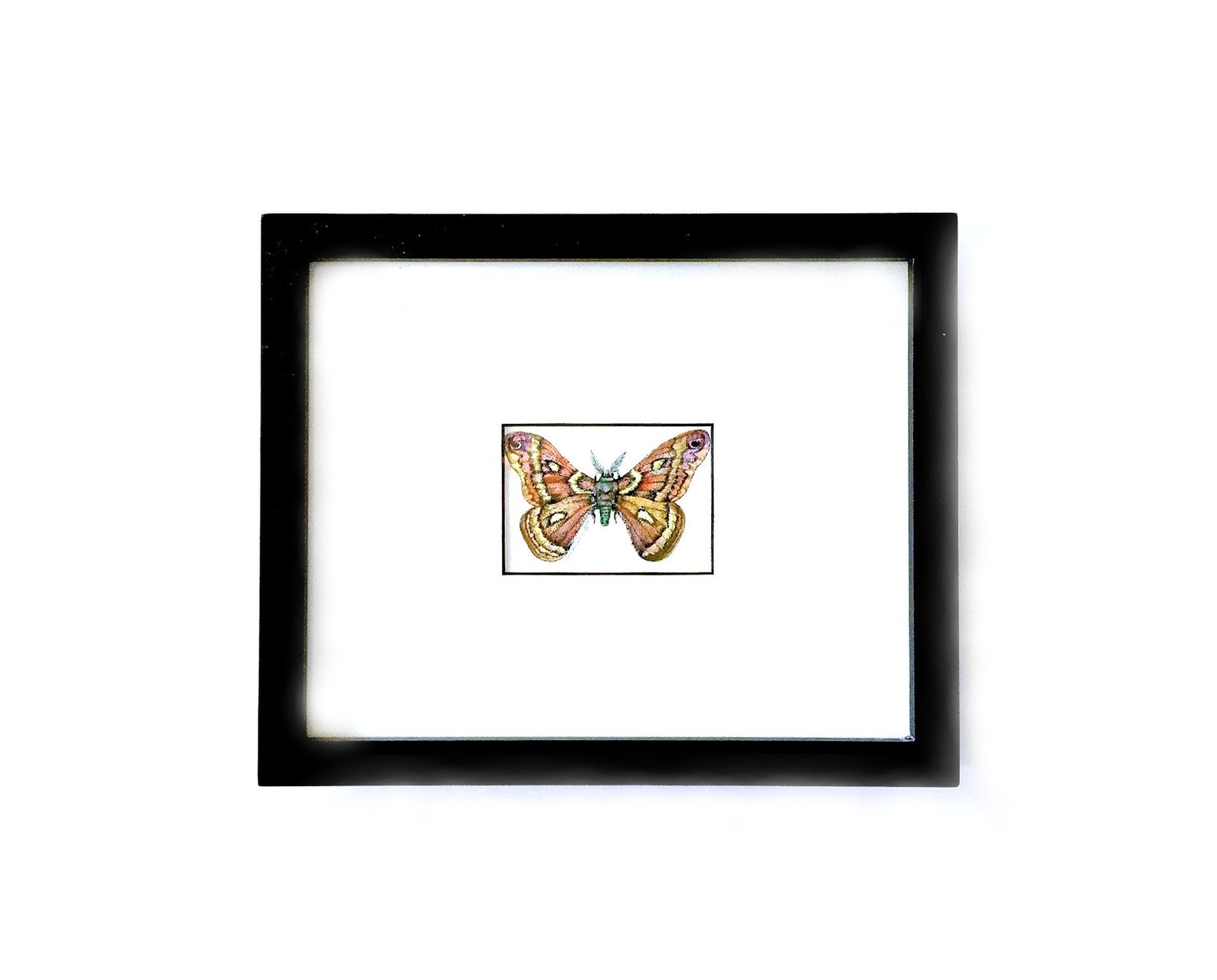 Moth Art Original Drawing, Framed Moth Ink and Watercolor Drawing ...