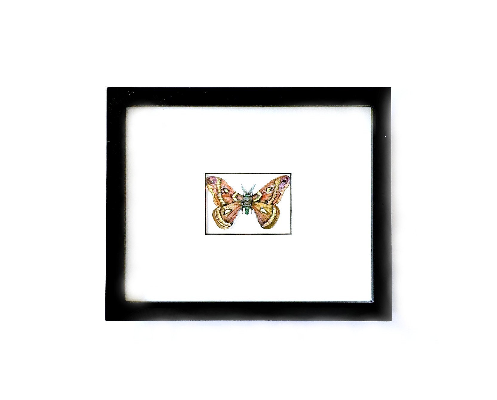 Moth Art Original Drawing, Framed Moth Ink and Watercolor Drawing ...