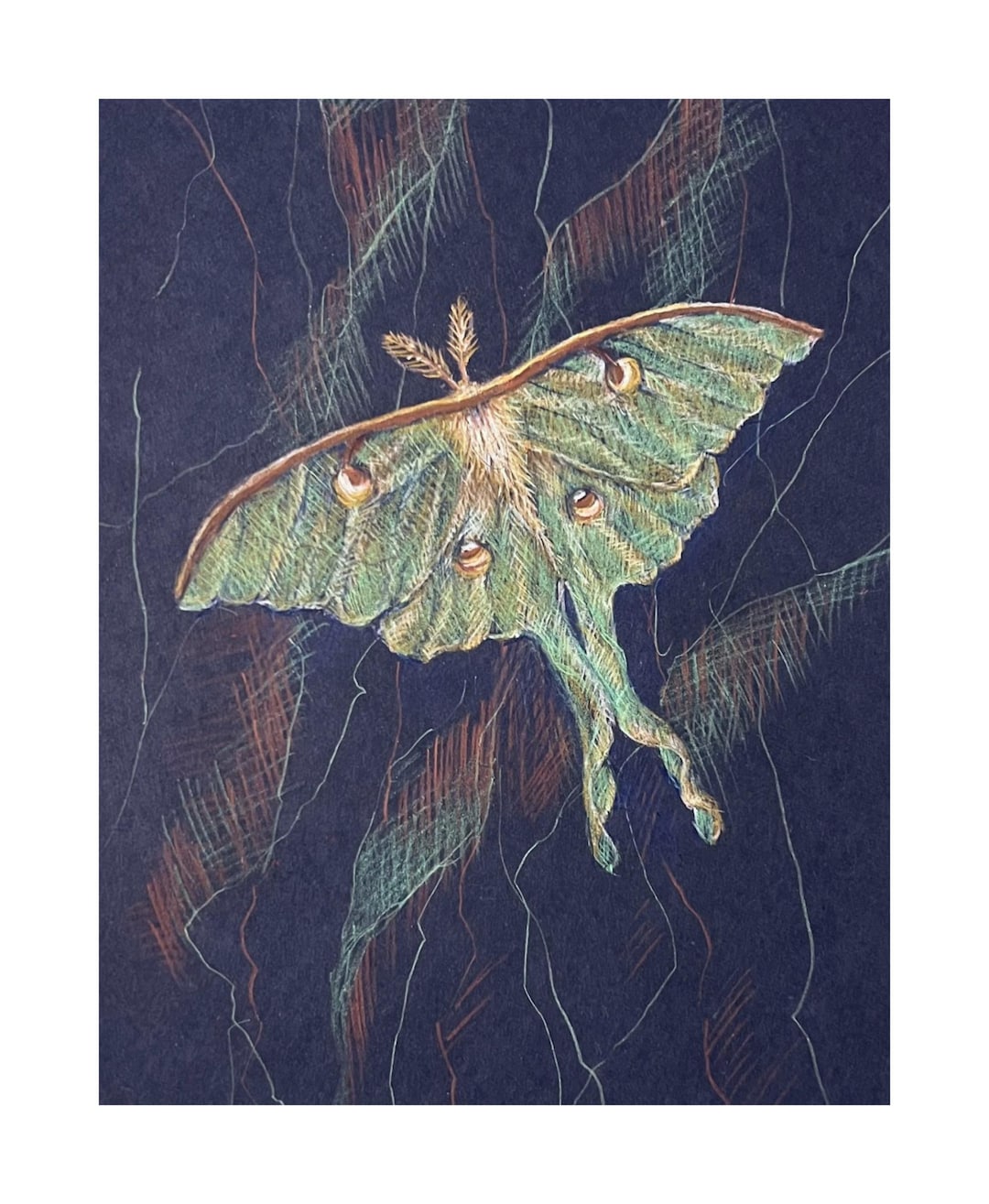 Luna Moth Art, Luna Moth Colored Pencil Drawing, Luna Moth Lovers Art ...