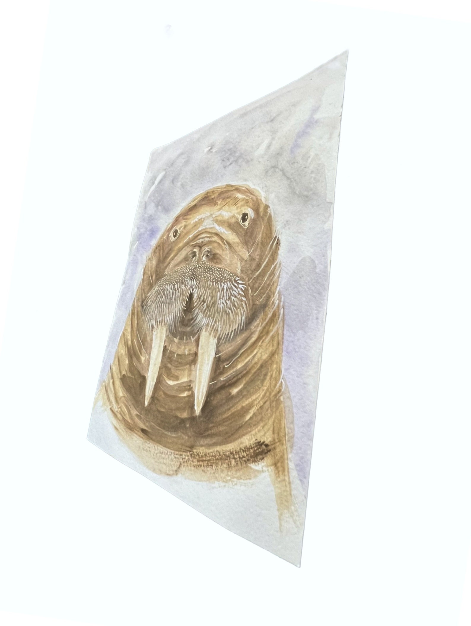 Walrus Portrait, Walrus Art, Walrus Watercolor, ORIGINAL Watercolor of ...