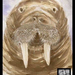 Walrus Portrait, Walrus Art, Walrus Watercolor, ORIGINAL Watercolor of ...