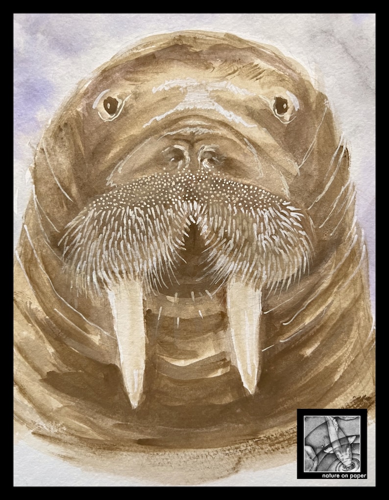 Walrus Portrait, Walrus Art, Walrus Watercolor, ORIGINAL Watercolor of ...