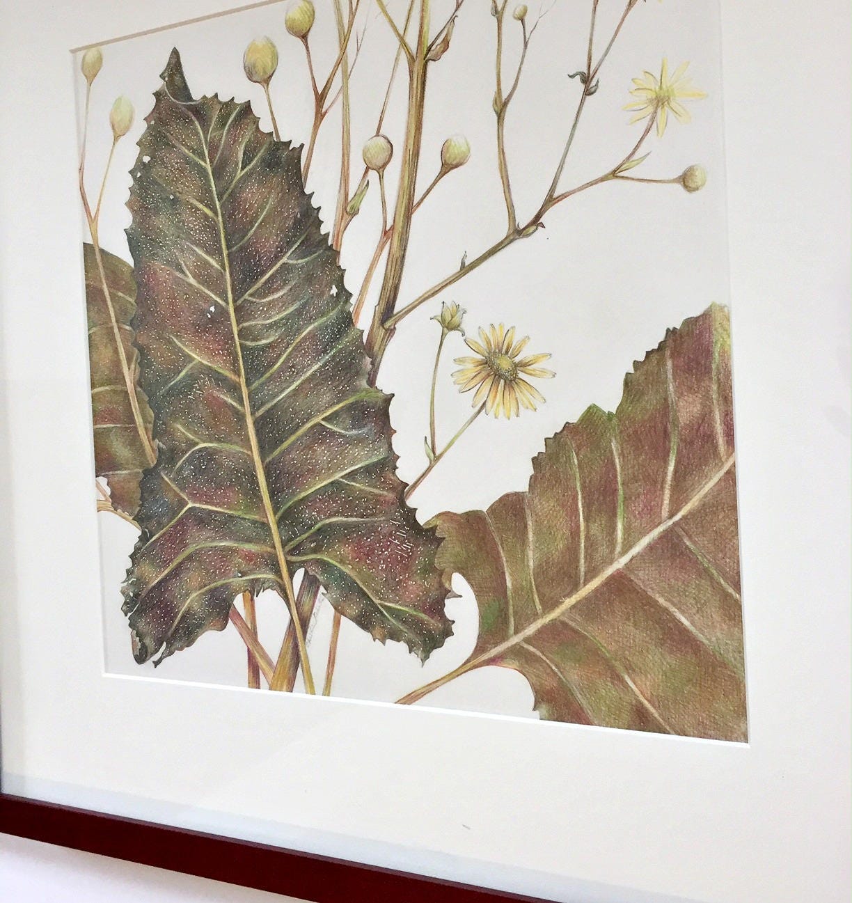 Prairie Dock Flower Original Colored Pencil Drawing, Framed Original ...